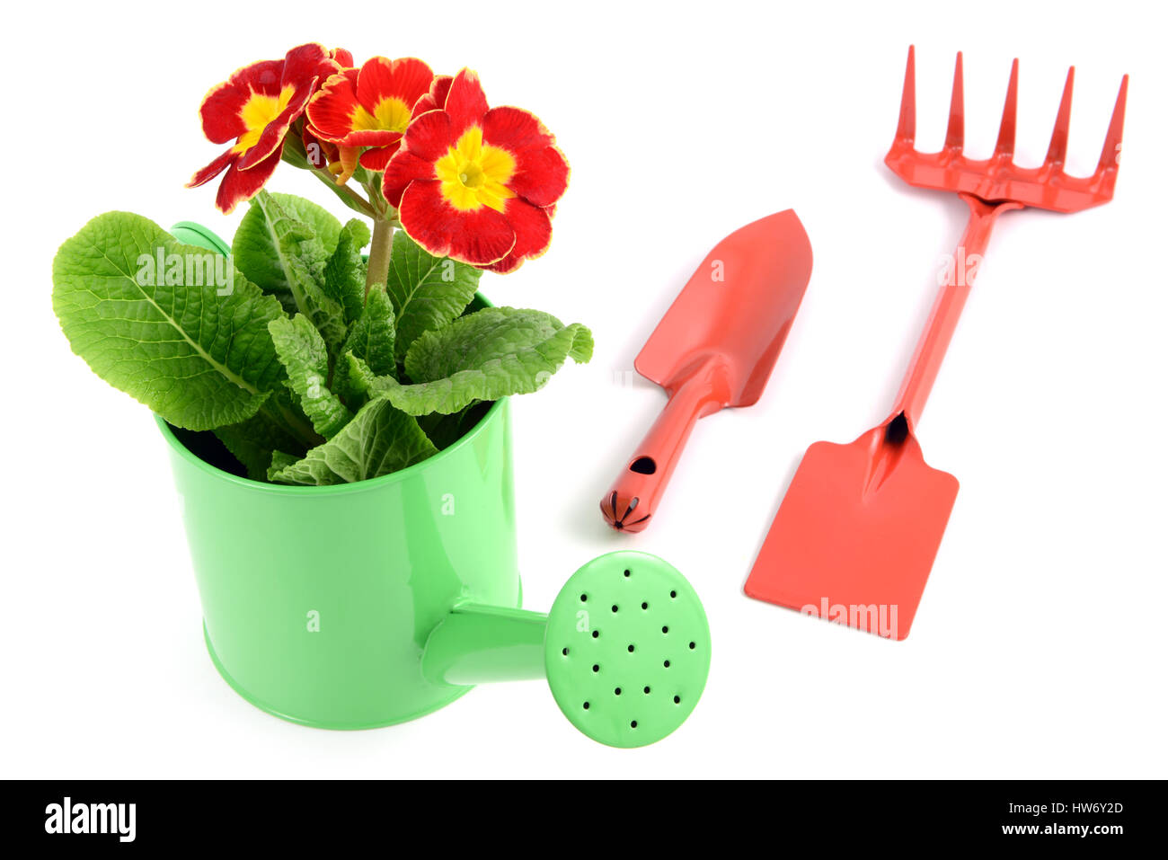 potted red primrose in a water can. background garden shovel and fork ...