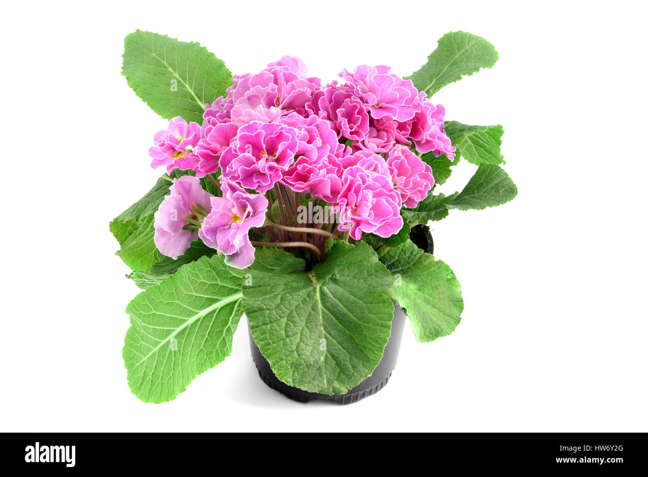 pink primula (primrose) in a flower pot. isolated on white background ...