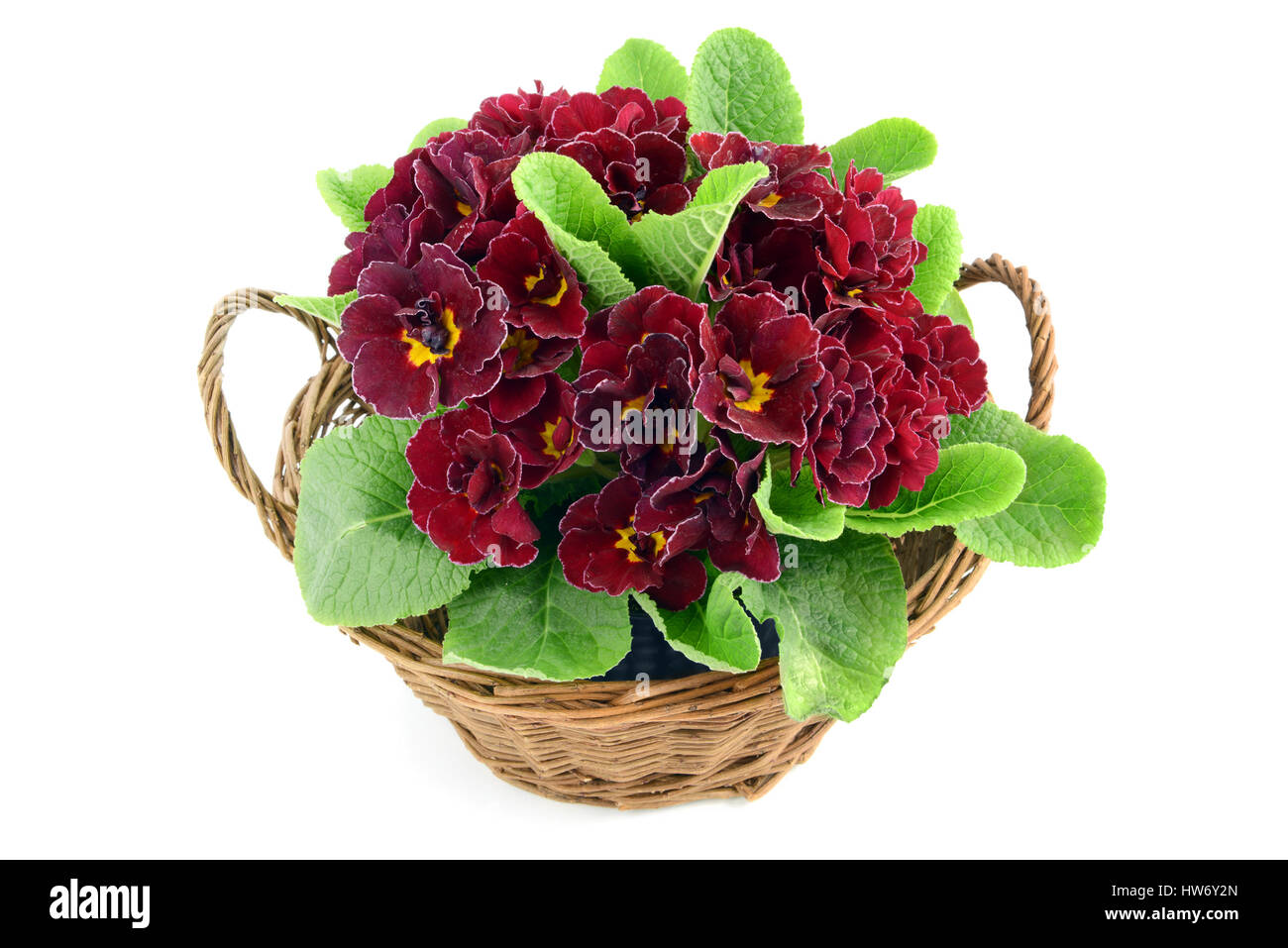 deep red primrose (primula) in a basket. isolated white background ...