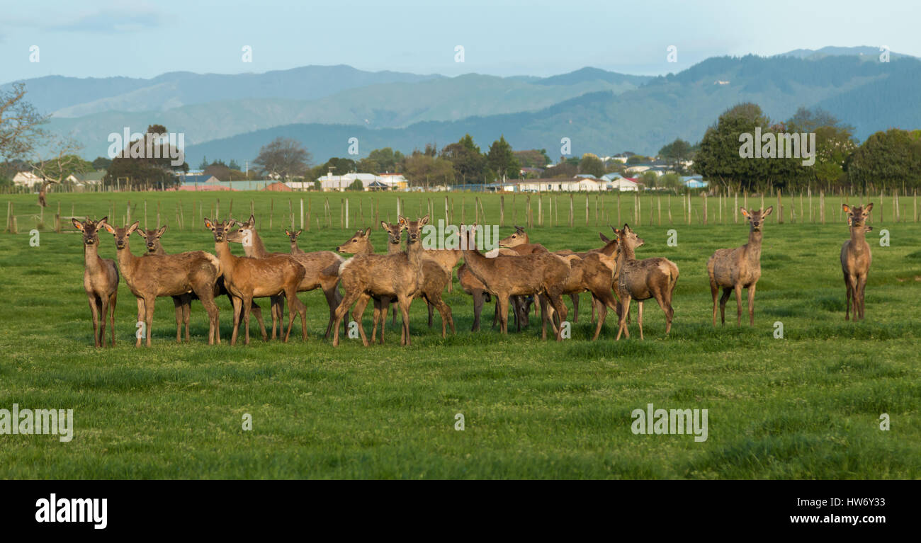 Deer farm new zealand hi-res stock photography and images - Alamy