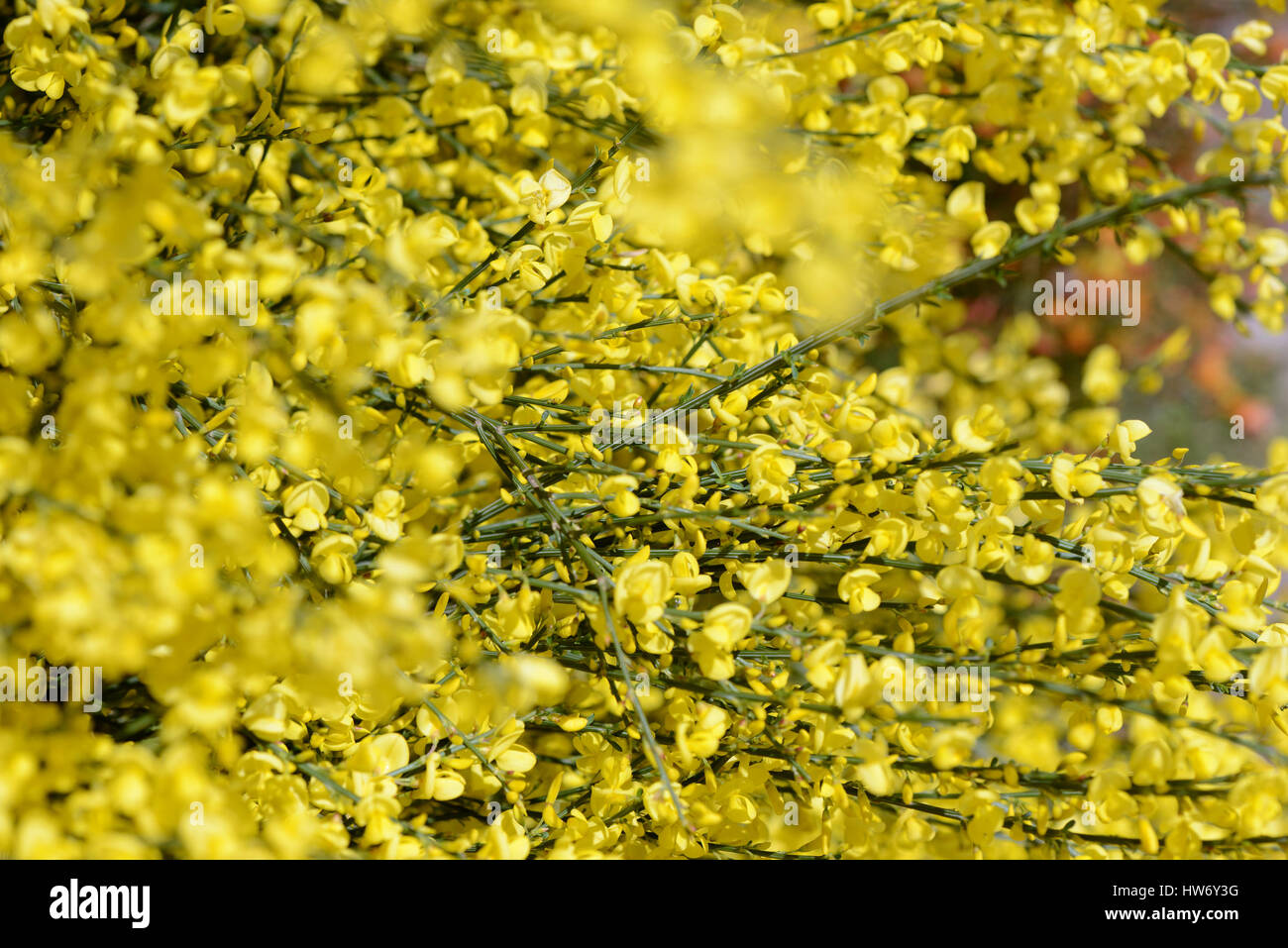 Genista bush blossoms Stock Photo - Alamy
