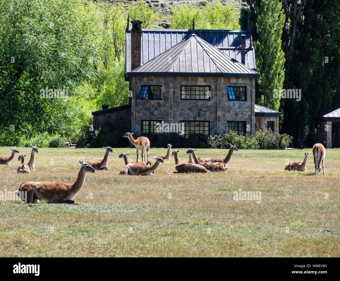 Guanakos in front of administration building, Park Patagonia, valley ...