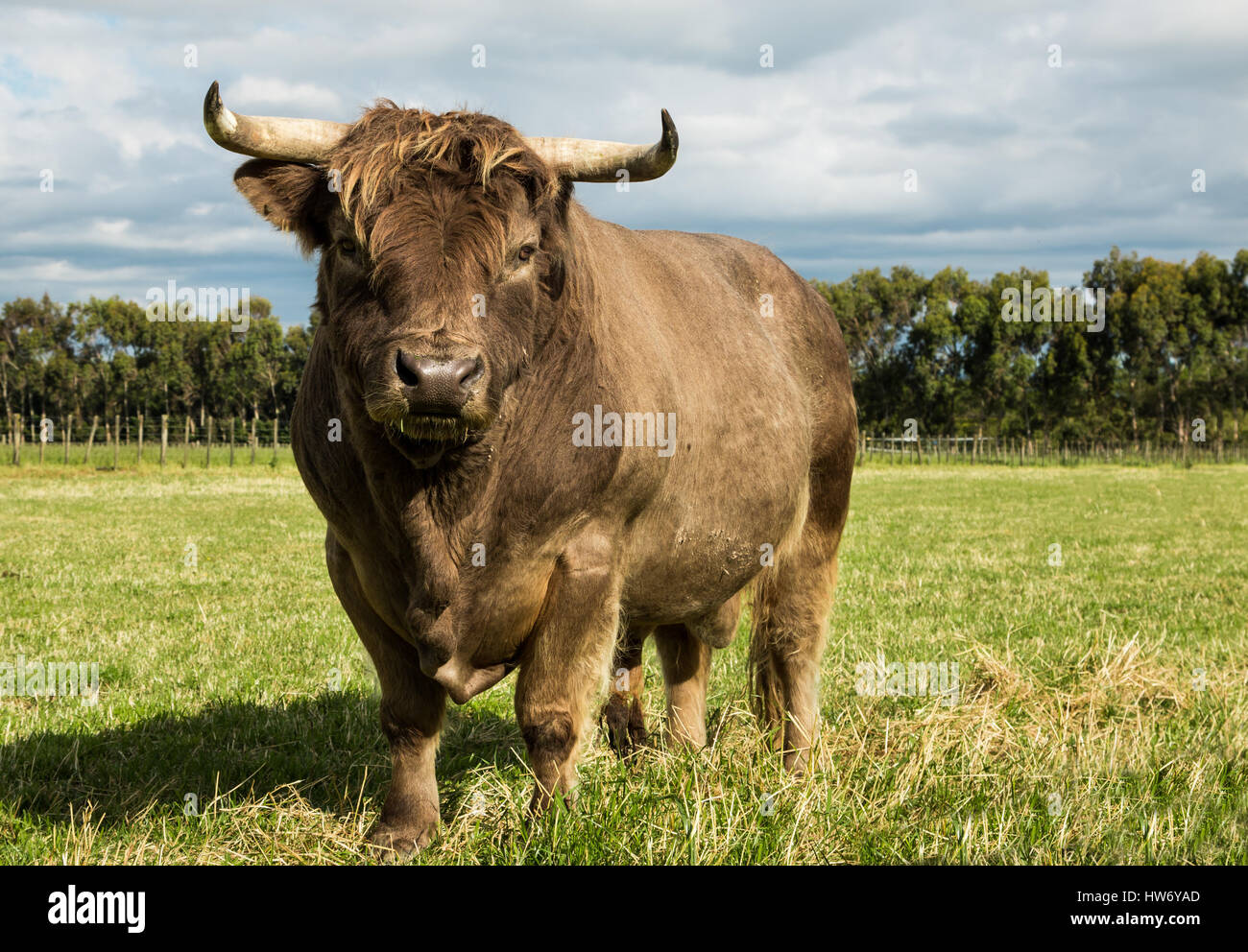 Highland bull looking big and strong with his long horns Stock Photo ...