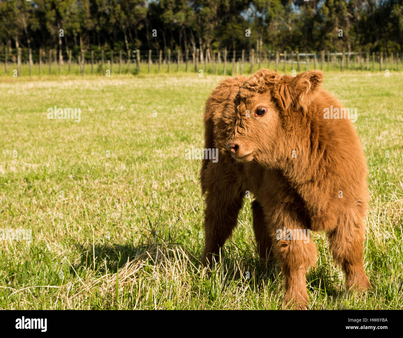 Brown hair highland calf in a New Zealand paddock Stock Photo - Alamy