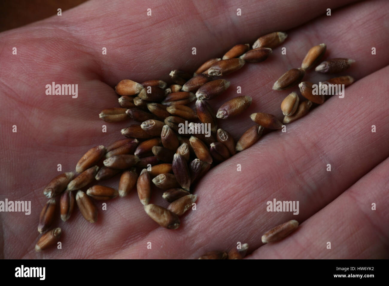 Wheat seeds hi-res stock photography and images - Alamy