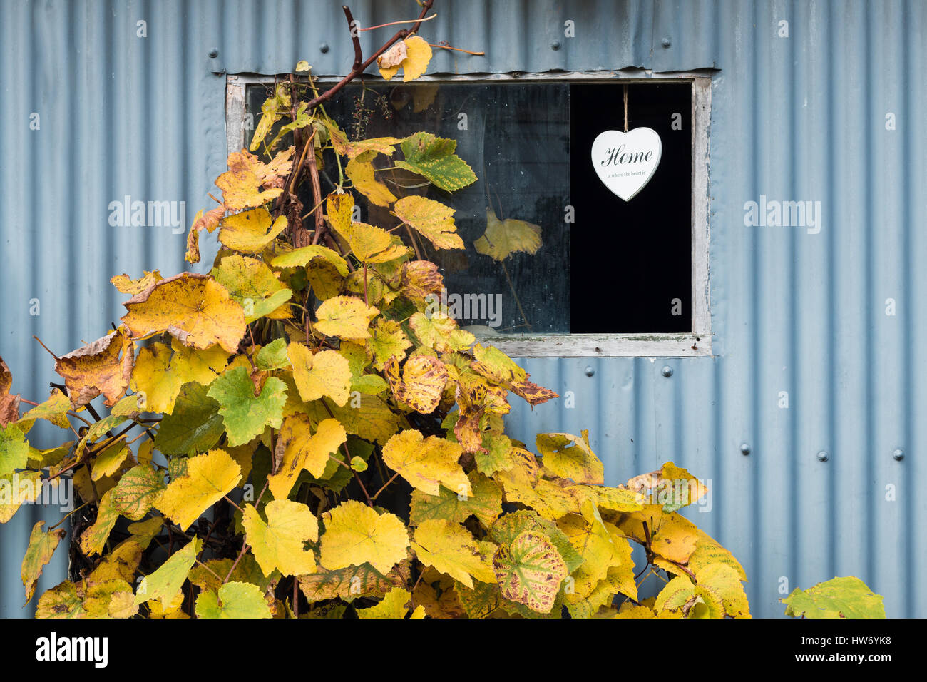 Tin Shed window with a grape vine growing by it Stock Photo - Alamy
