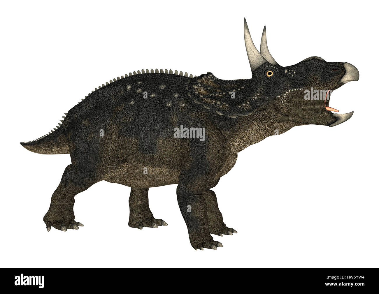 3D rendering of a dinosaur Diceratops isolated on white background ...