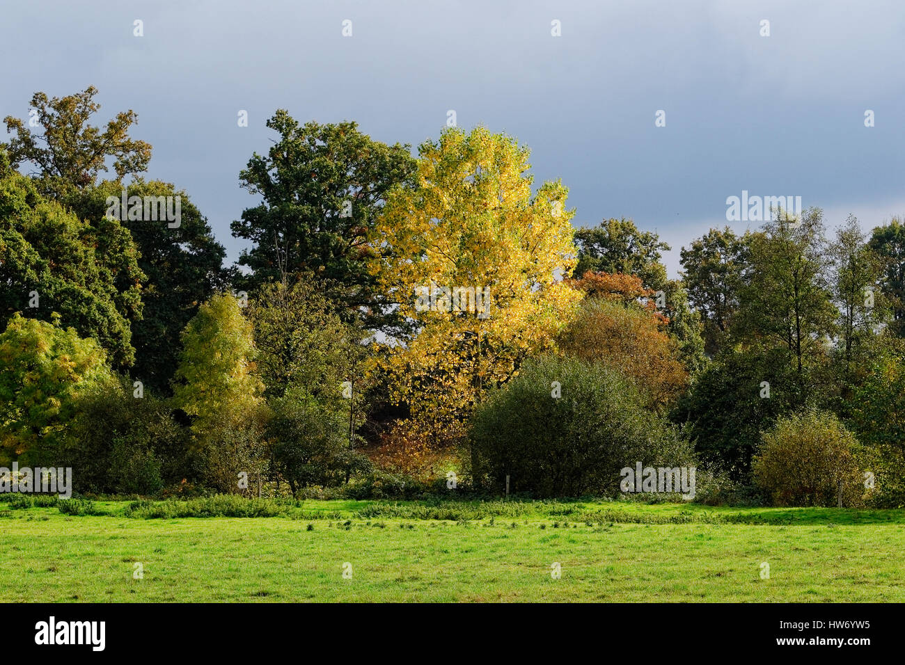 Ash oak hi-res stock photography and images - Alamy