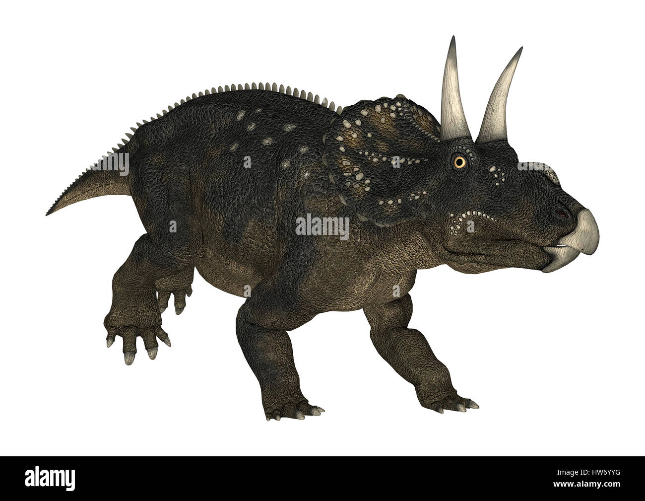 3D rendering of a dinosaur Diceratops isolated on white background ...