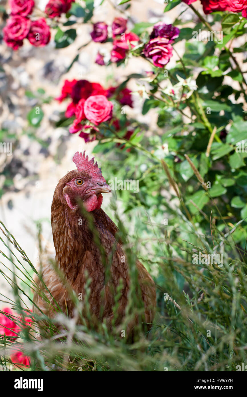 Rescued battery chicken hi-res stock photography and images - Alamy