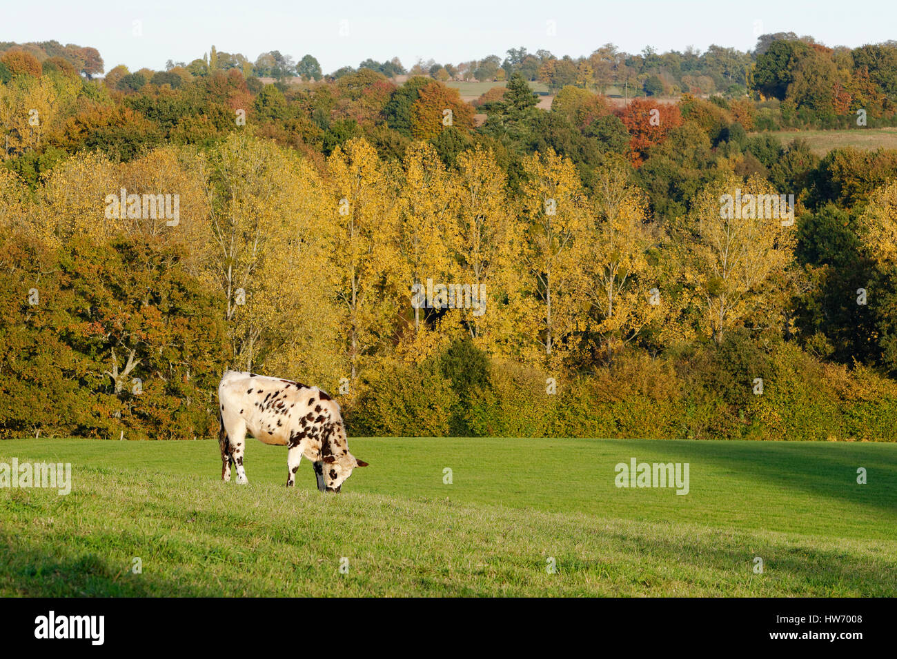 Norman cow hi-res stock photography and images - Alamy
