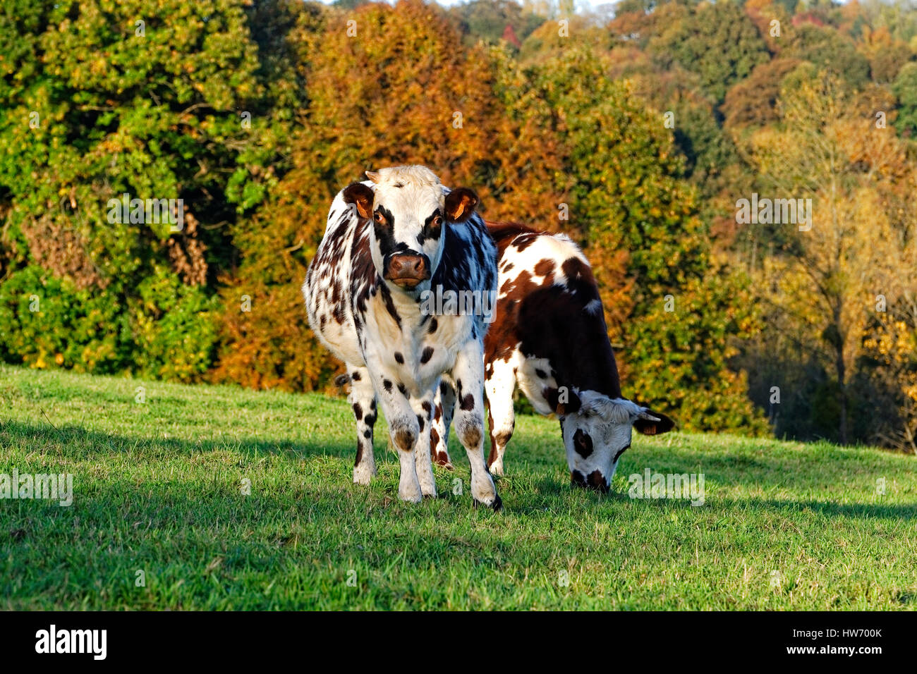 Norman race hi-res stock photography and images - Alamy