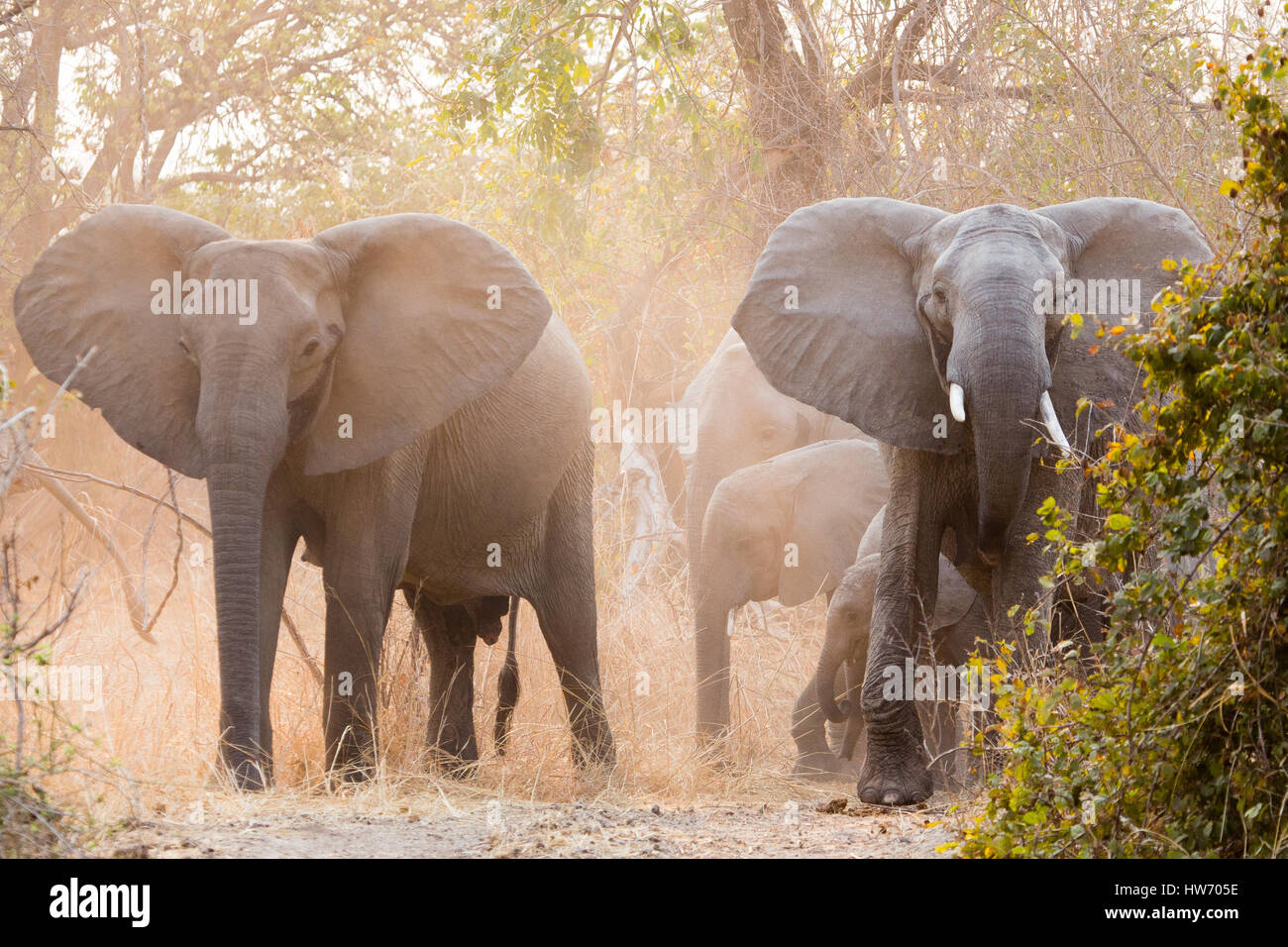 Intimidating Pose High Resolution Stock Photography and Images - Alamy