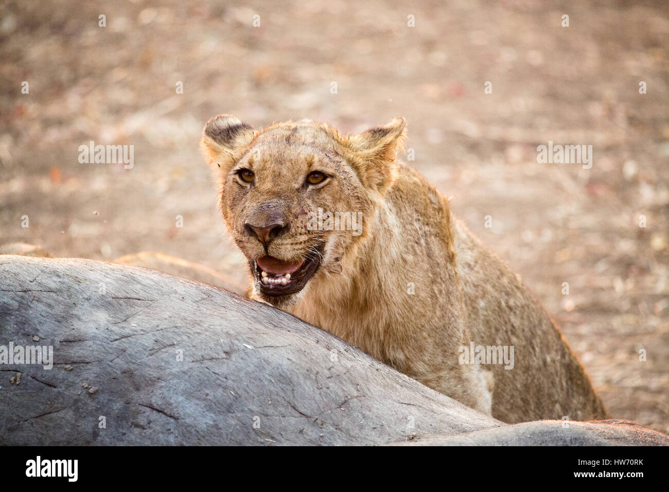 Exhausted after hunting hi-res stock photography and images - Alamy