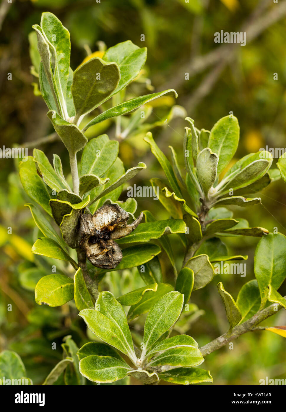 Turpentine tree hi-res stock photography and images - Alamy
