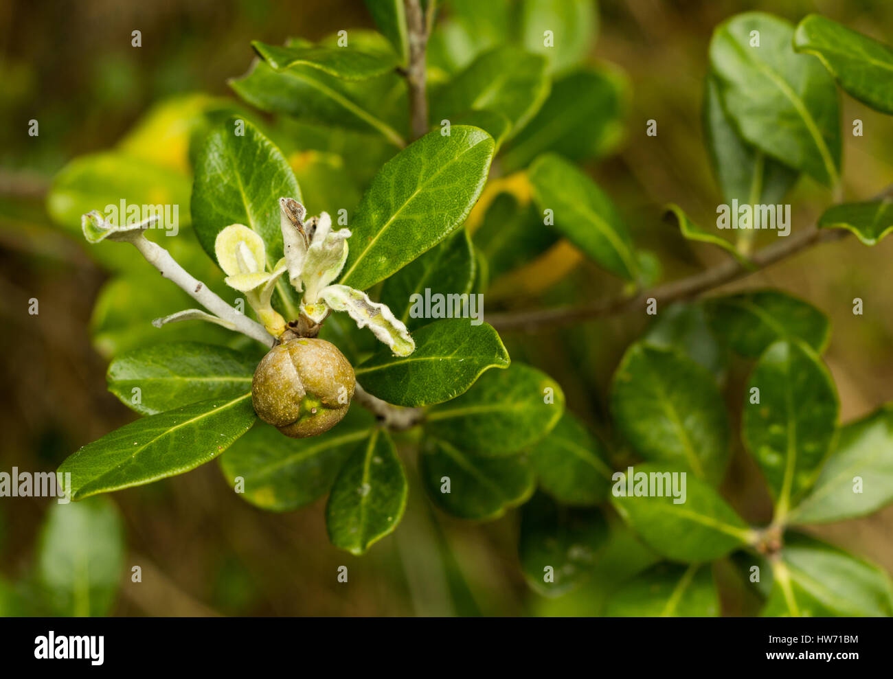 Turpentine tree hi-res stock photography and images - Alamy