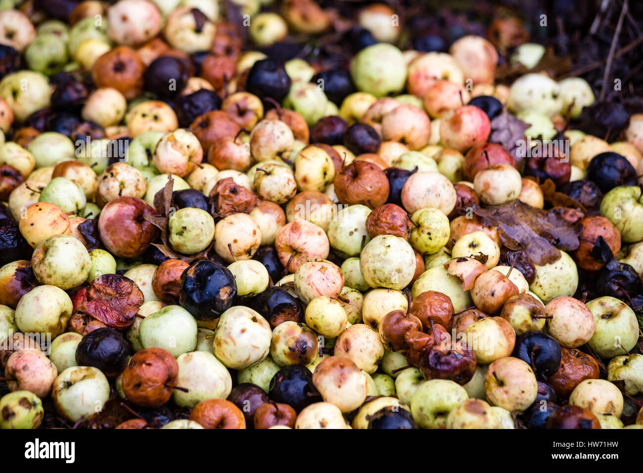 spoiled apples, close-up texture with rotten fruits Stock Photo - Alamy