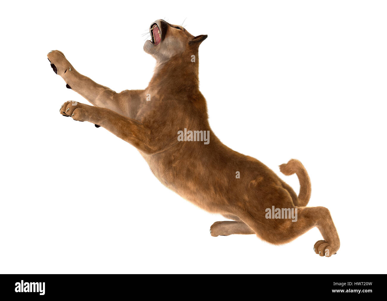3D rendering of a big cat puma isolated on white background Stock Photo ...