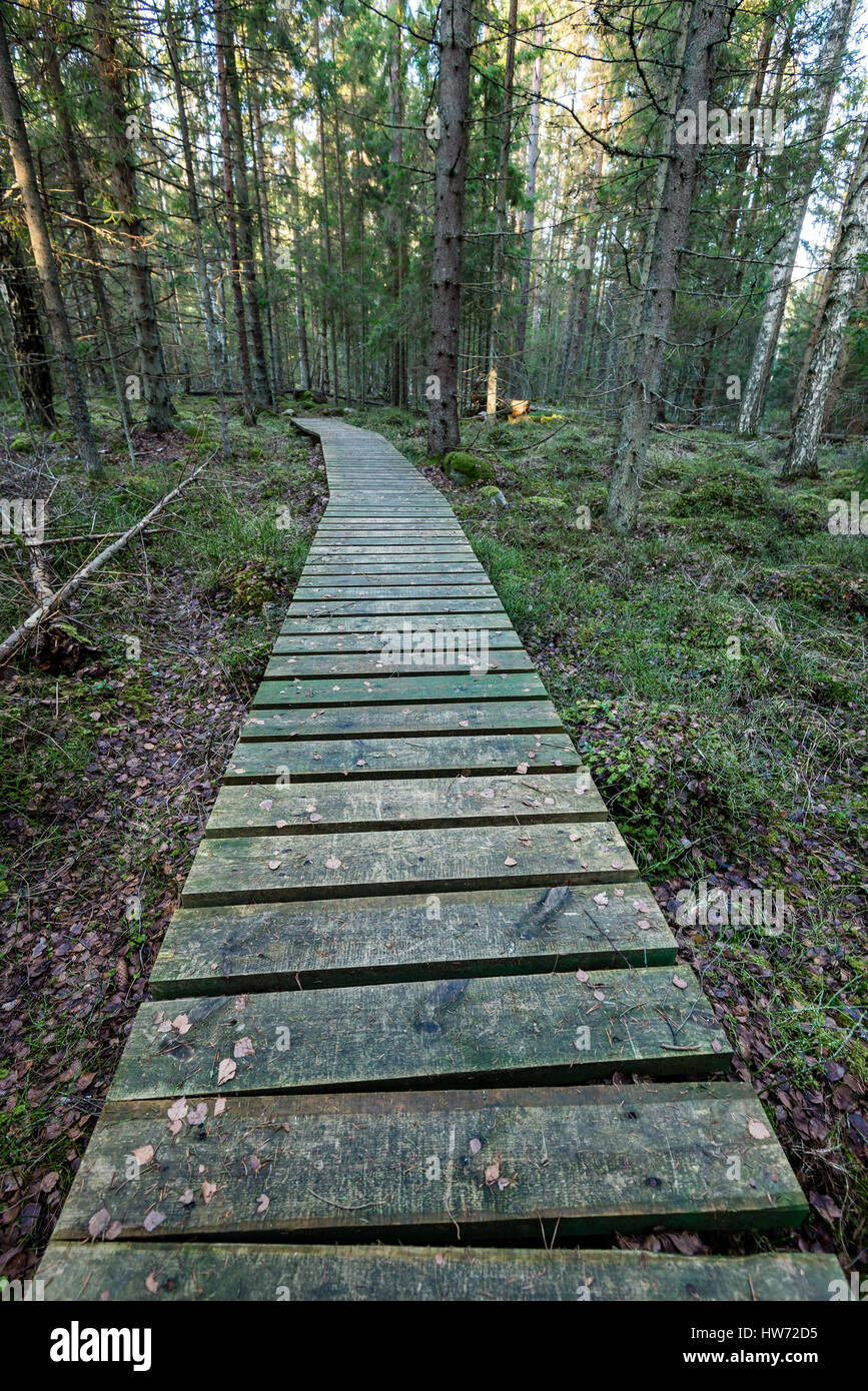 old wooden boardwalk covered with leaves in ancient forest with mossy ...