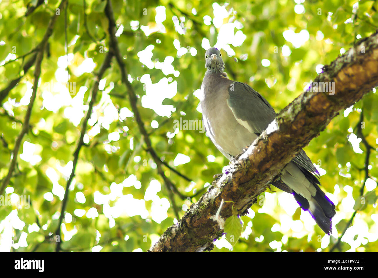 Landed pigeons High Resolution Stock Photography and Images - Alamy