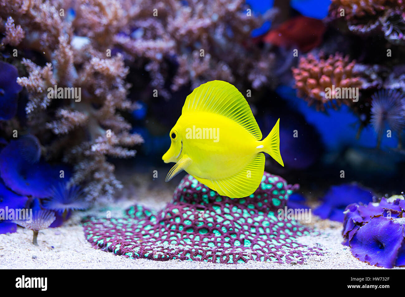 Image of yellow tang fish in aquarium Stock Photo - Alamy