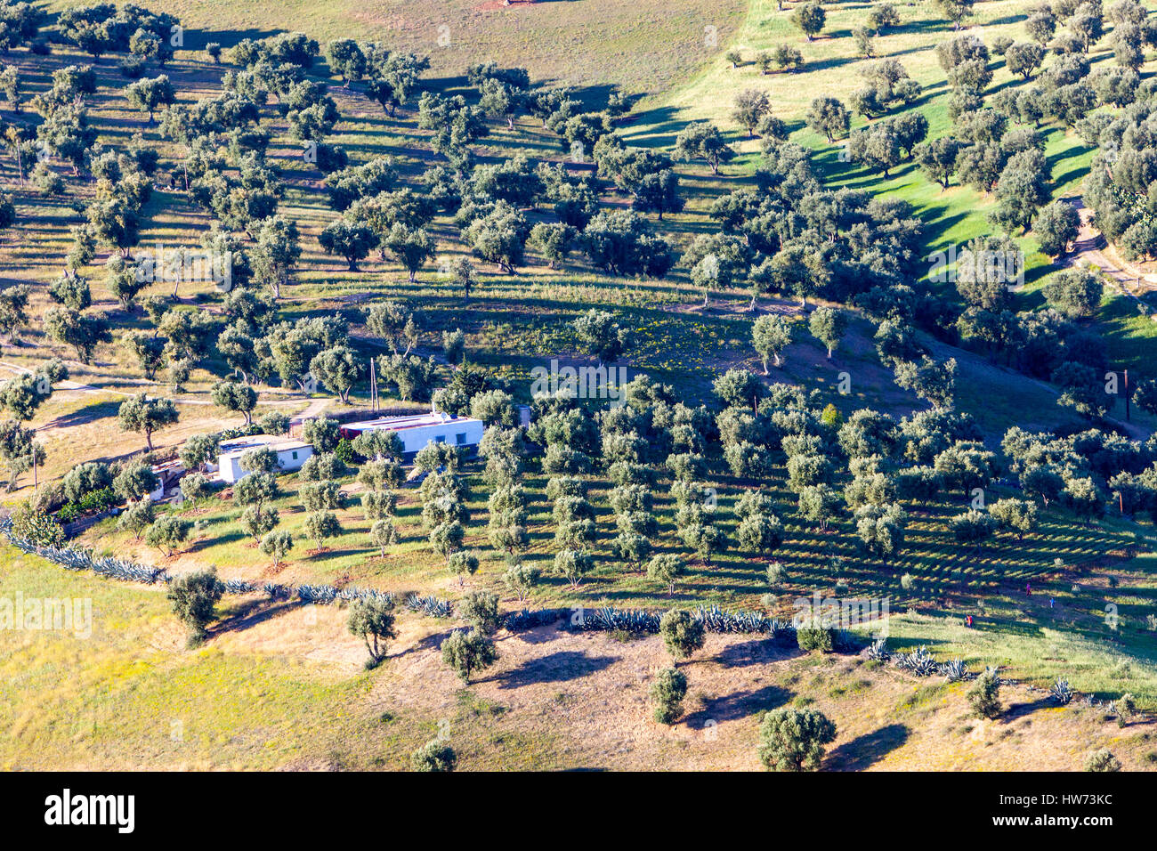 Fes, Morocco. Olive Trees on farms Seen from the Tombs of the Merenids ...