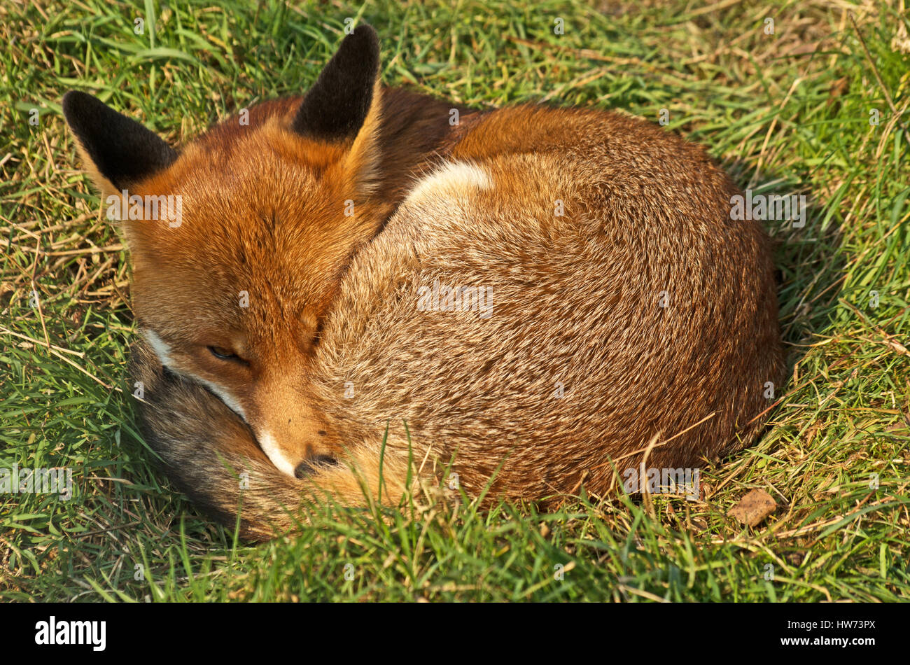 Red Fox Sleep, Vulpes Vulpes, Surrey Stock Photo - Alamy