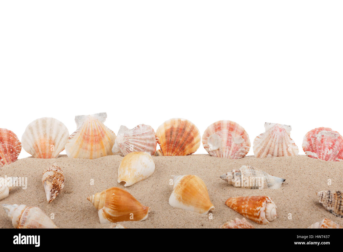 Seashells on beach isolated on a white background,with a lot of copy ...