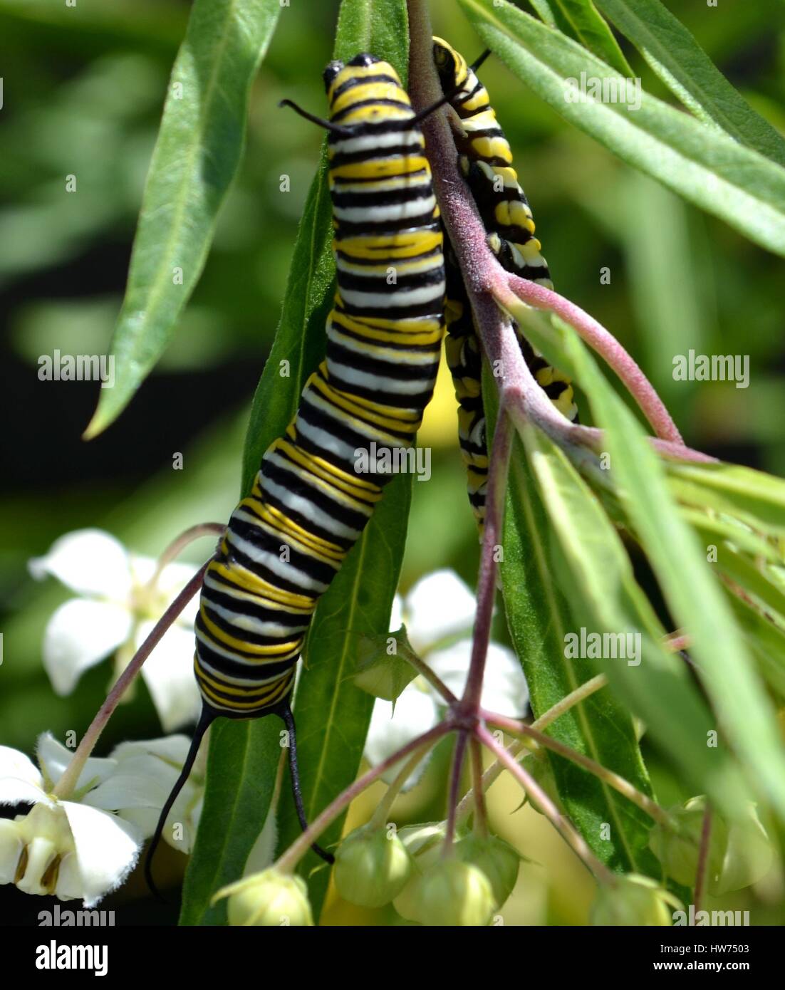 Monarch caterpillars hi-res stock photography and images - Alamy