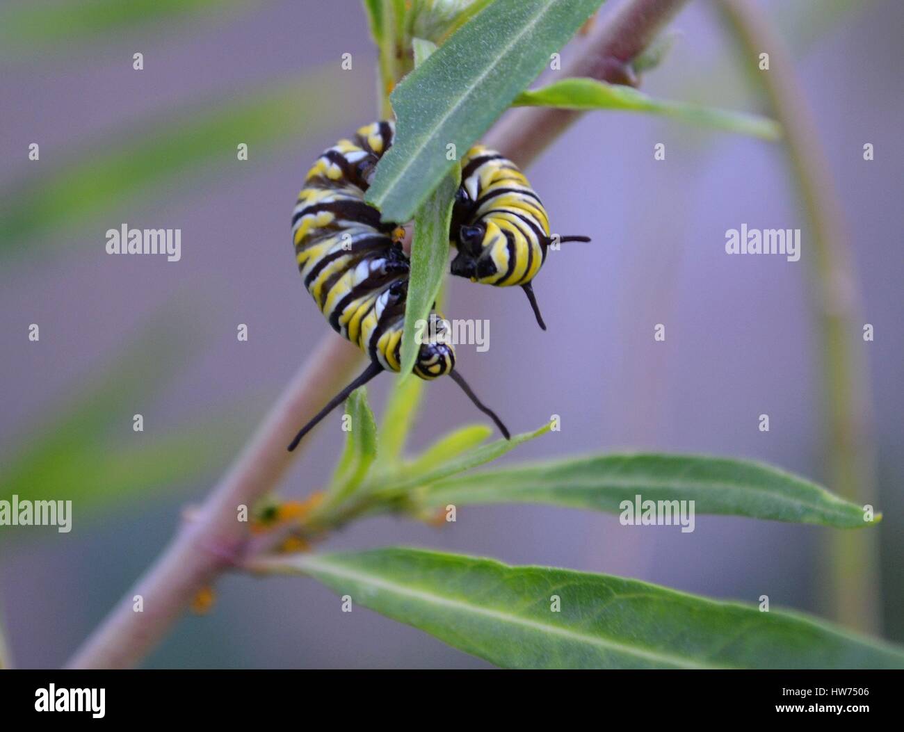 Monarch caterpillar curled around Milkweed leaves eating voraciously ...