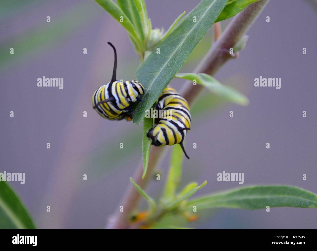 Monarch caterpillar curled around Milkweed leaves eating voraciously ...