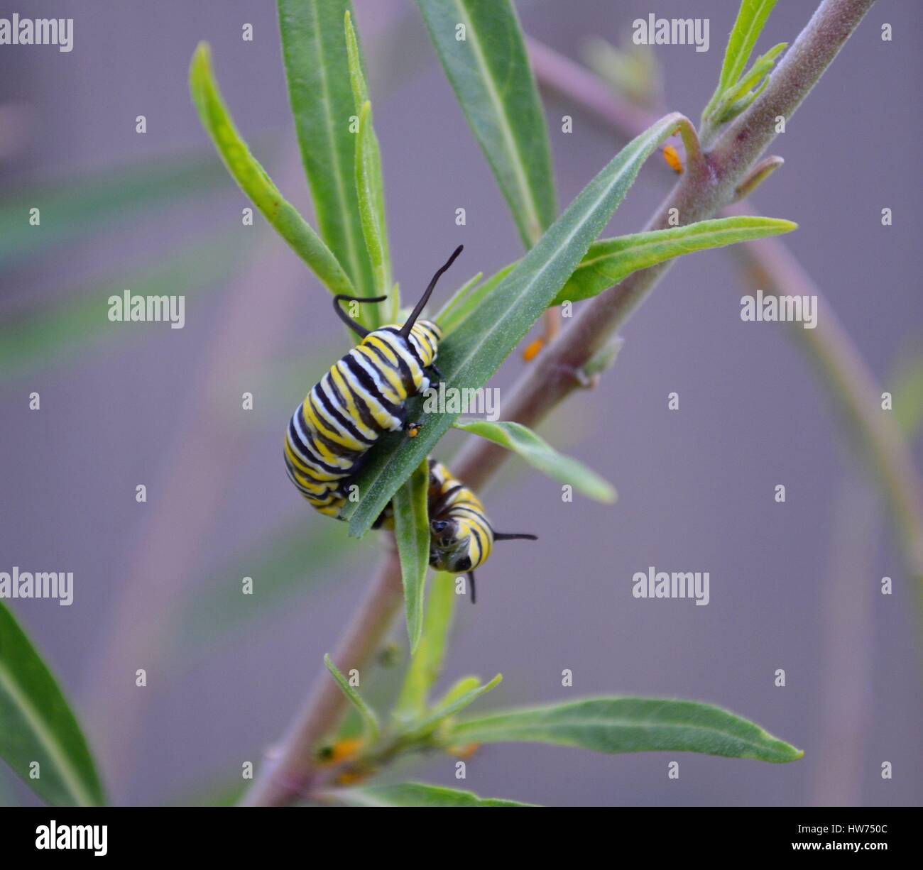 Monarch caterpillar curled around Milkweed leaves eating voraciously ...