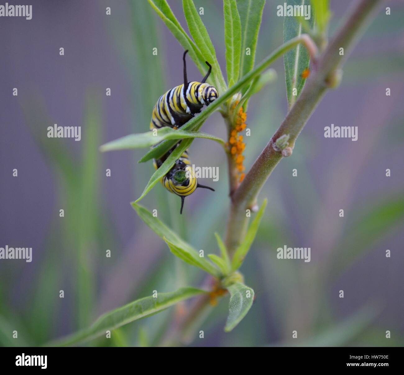 Monarch caterpillar curled around Milkweed leaves eating voraciously ...