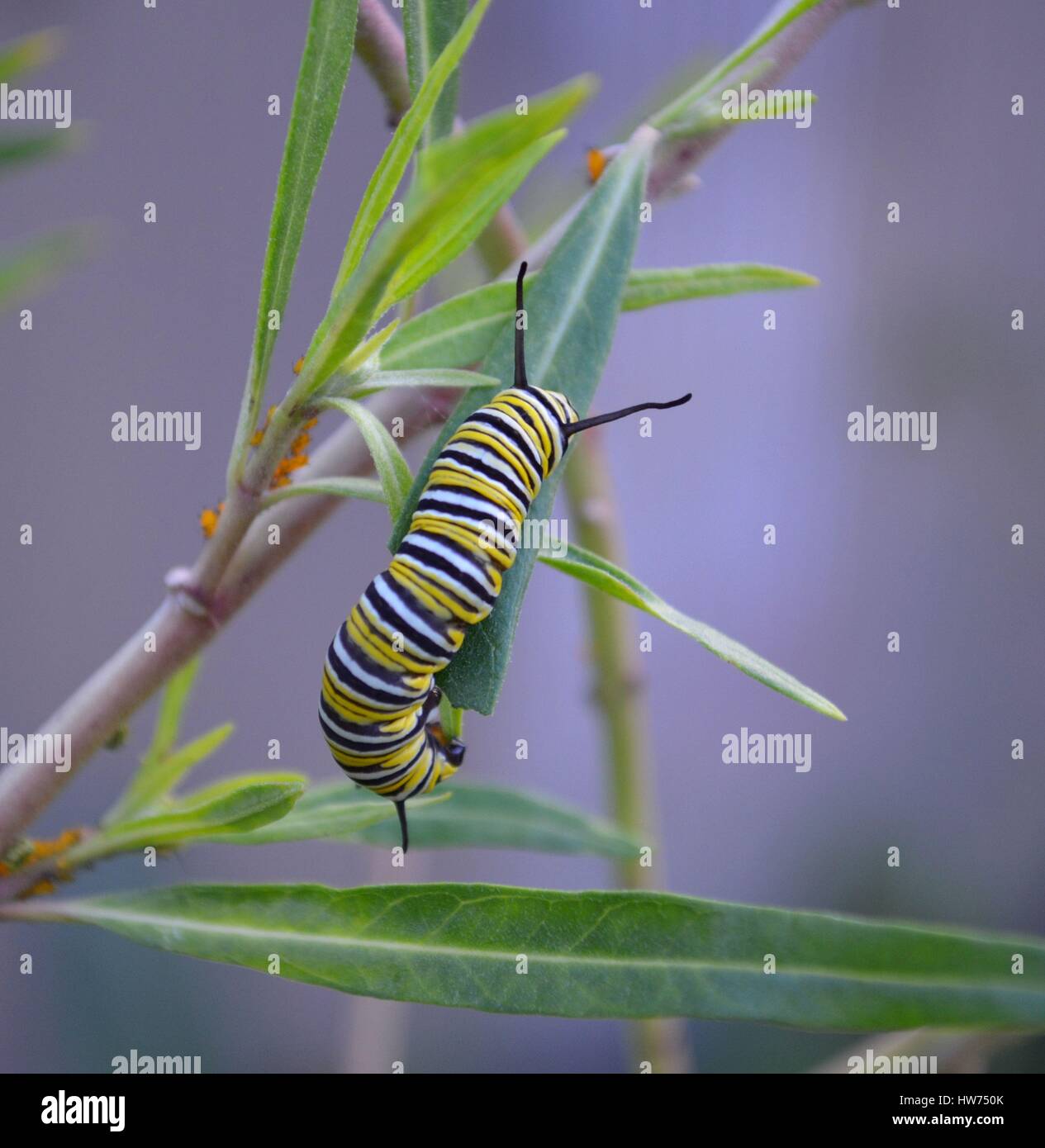 Monarch caterpillar eating leaves from the Milkweed plant Stock Photo ...