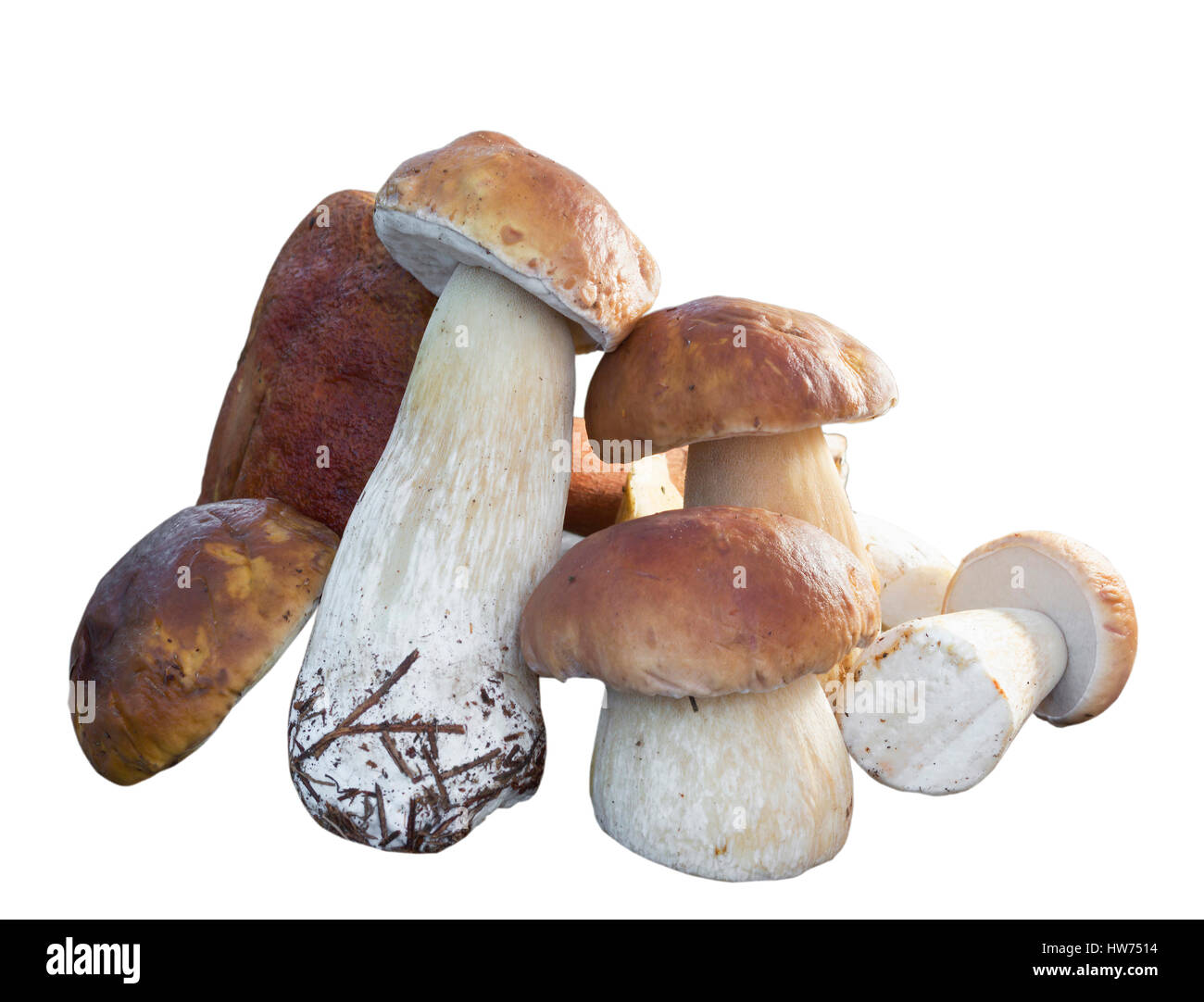 Wood harvested Cut Out Stock Images & Pictures - Alamy