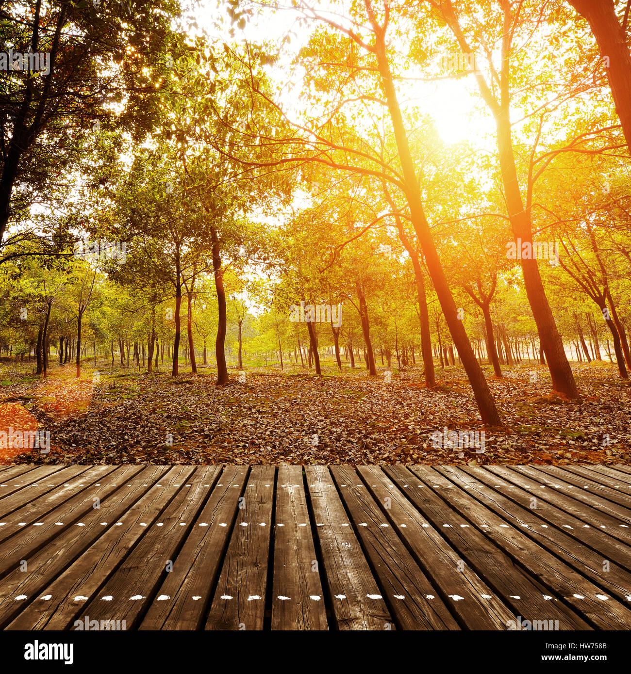 forest trees. nature green wood sunlight backgrounds Stock Photo - Alamy
