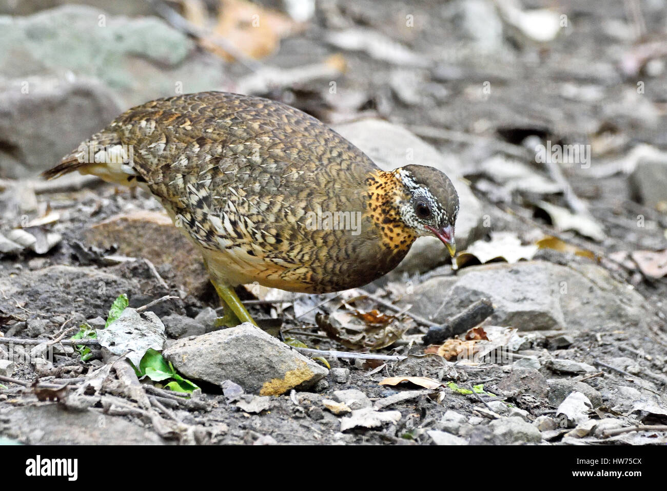 A Scaly-breasted Partridge (Arborophila chloropus) on the forest floor ...