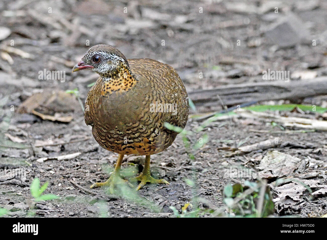A Scaly-breasted Partridge (Arborophila chloropus) on the forest floor ...