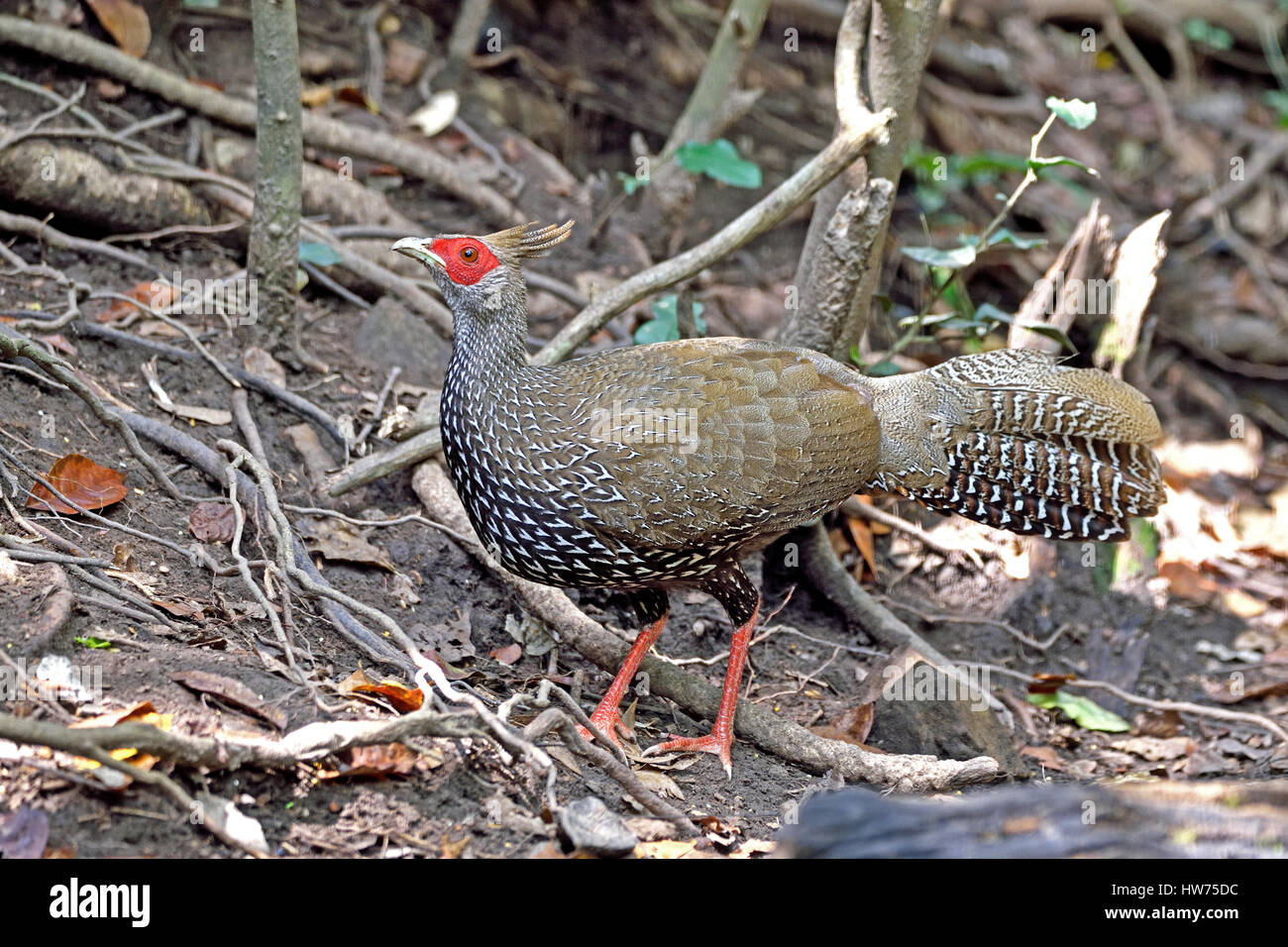 A female Kalij Pheasant (Lophura leucomelanos ssp crawfurdi) on the ...