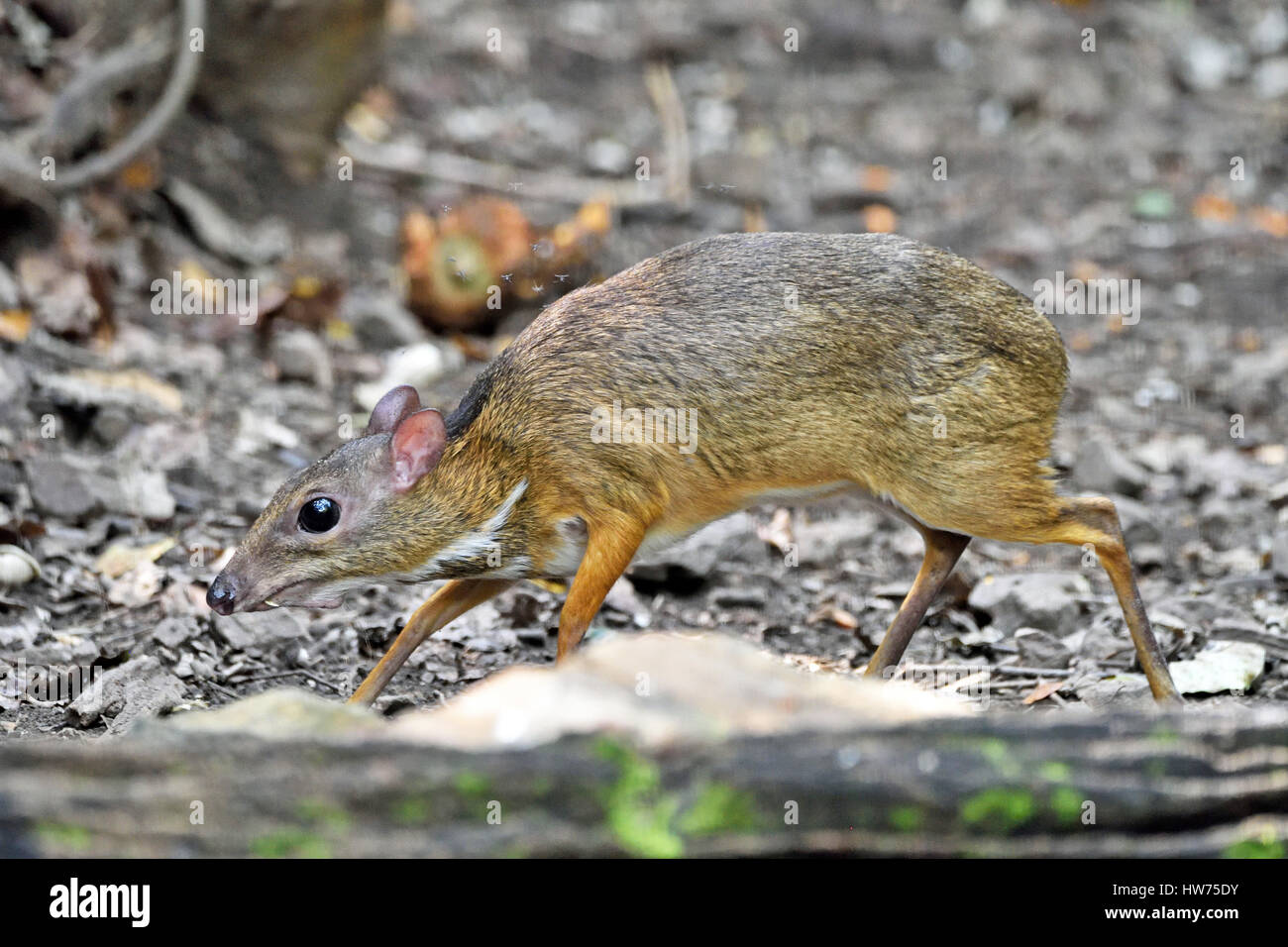 Asiatic mouse deer High Resolution Stock Photography and Images - Alamy
