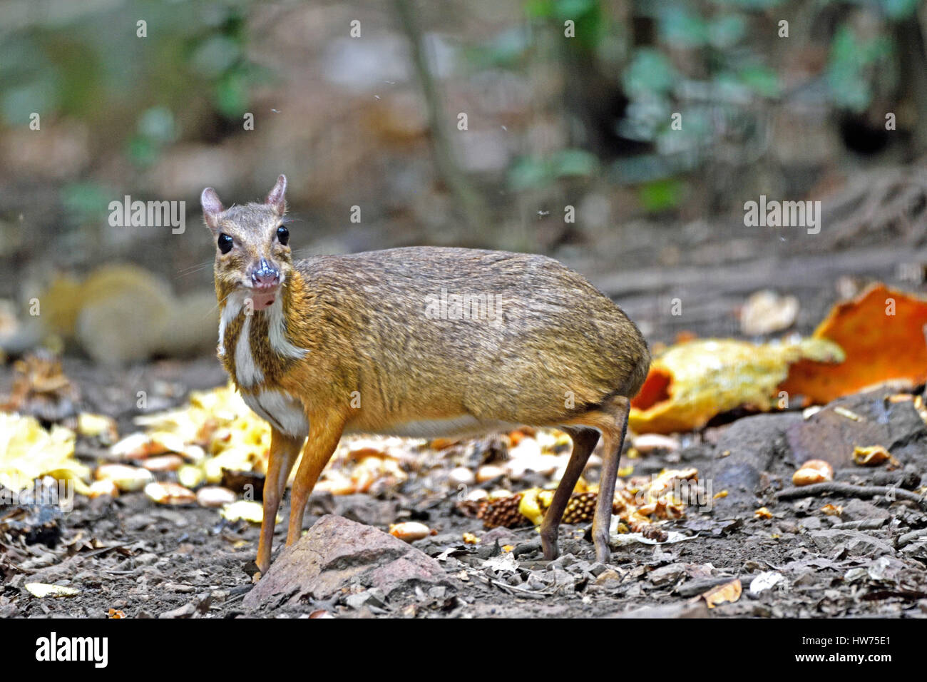 A timid Lesser Mouse Deer (Tragulus kanchil) on the forest floor in ...