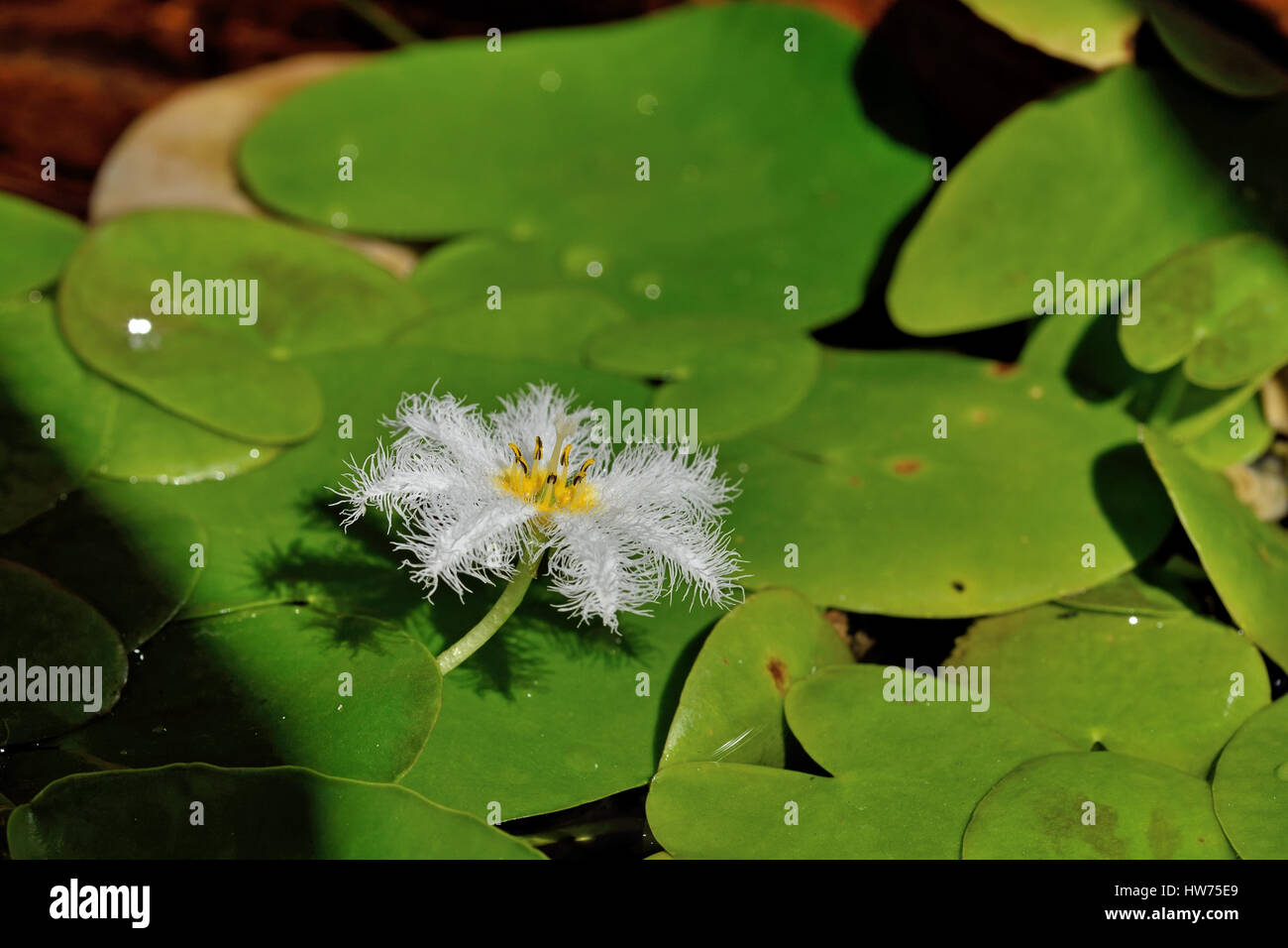 A Water Snowflake (Nymphoides indica) flower in a Bangkok garden Stock ...