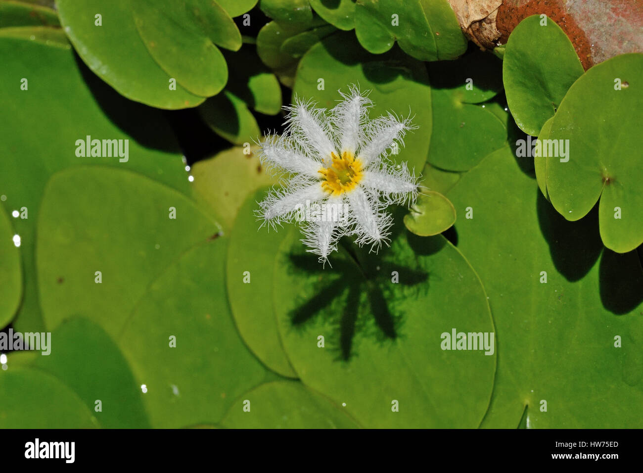 Nymphoides indica hi-res stock photography and images - Alamy