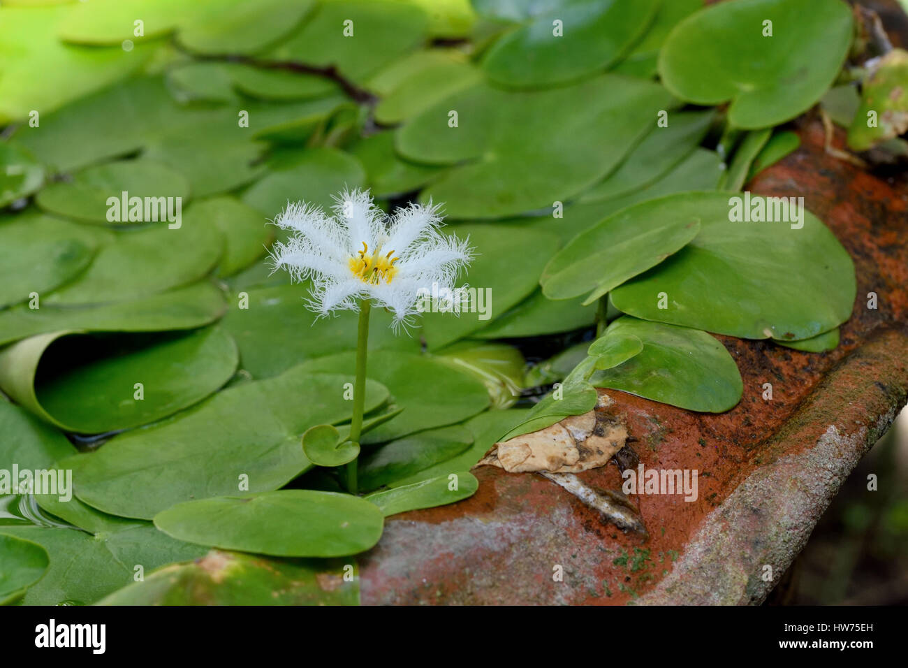 Nymphoides indica hi-res stock photography and images - Alamy