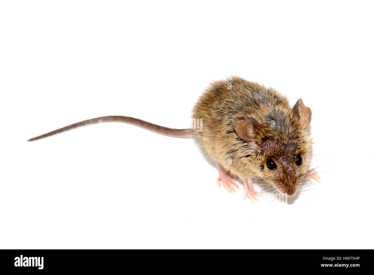 house mouse (Mus musculus) on white background Close-up Stock Photo - Alamy