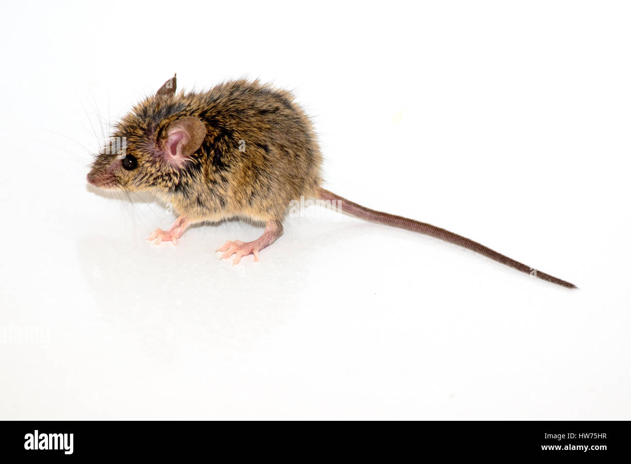 house mouse (Mus musculus) on white background Close-up side view full ...