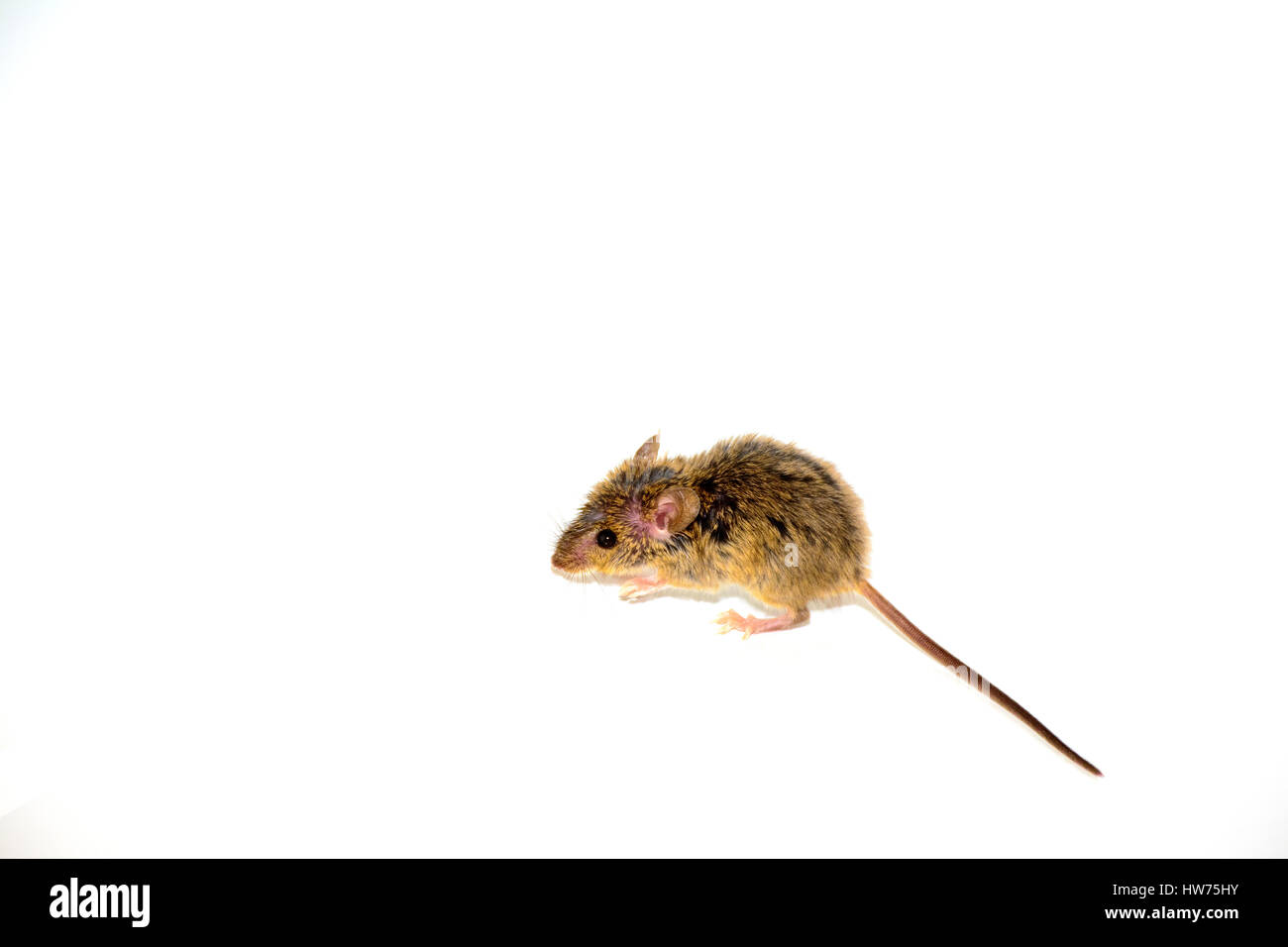 house mouse (Mus musculus) on white background side view full length with tail Stock Photo - Alamy