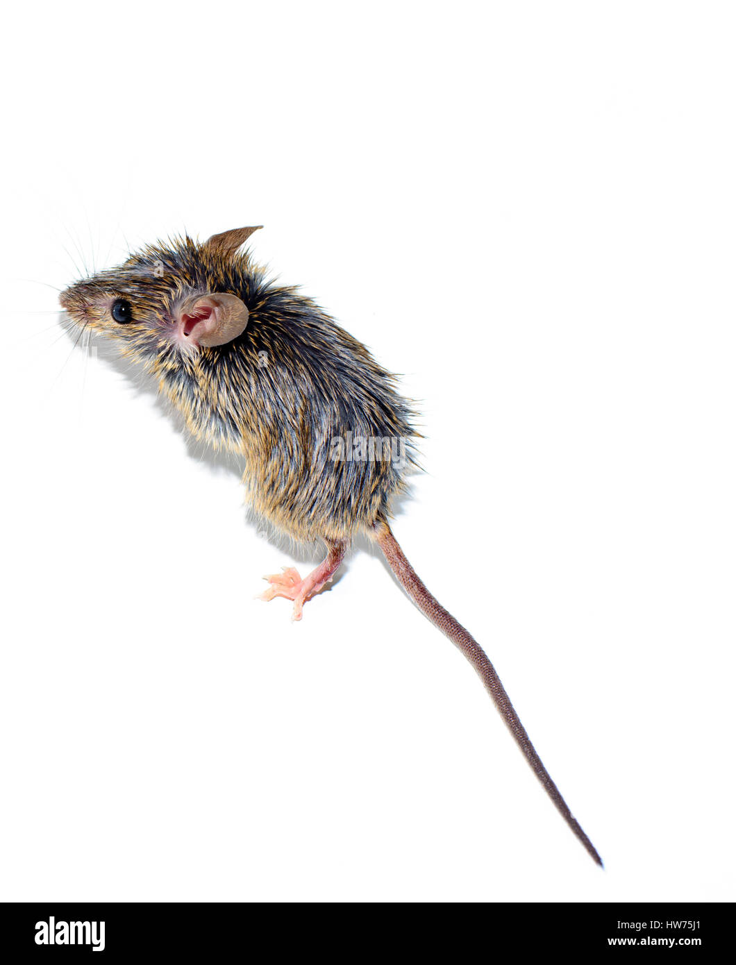 Tail of the curious mouse hi-res stock photography and images - Alamy