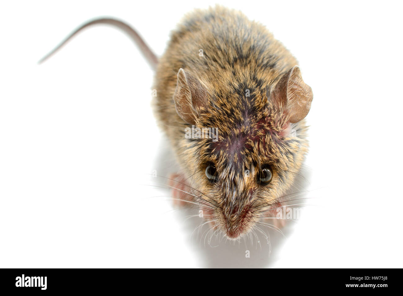 house mouse (Mus musculus) on white background Close-up above Stock Photo - Alamy