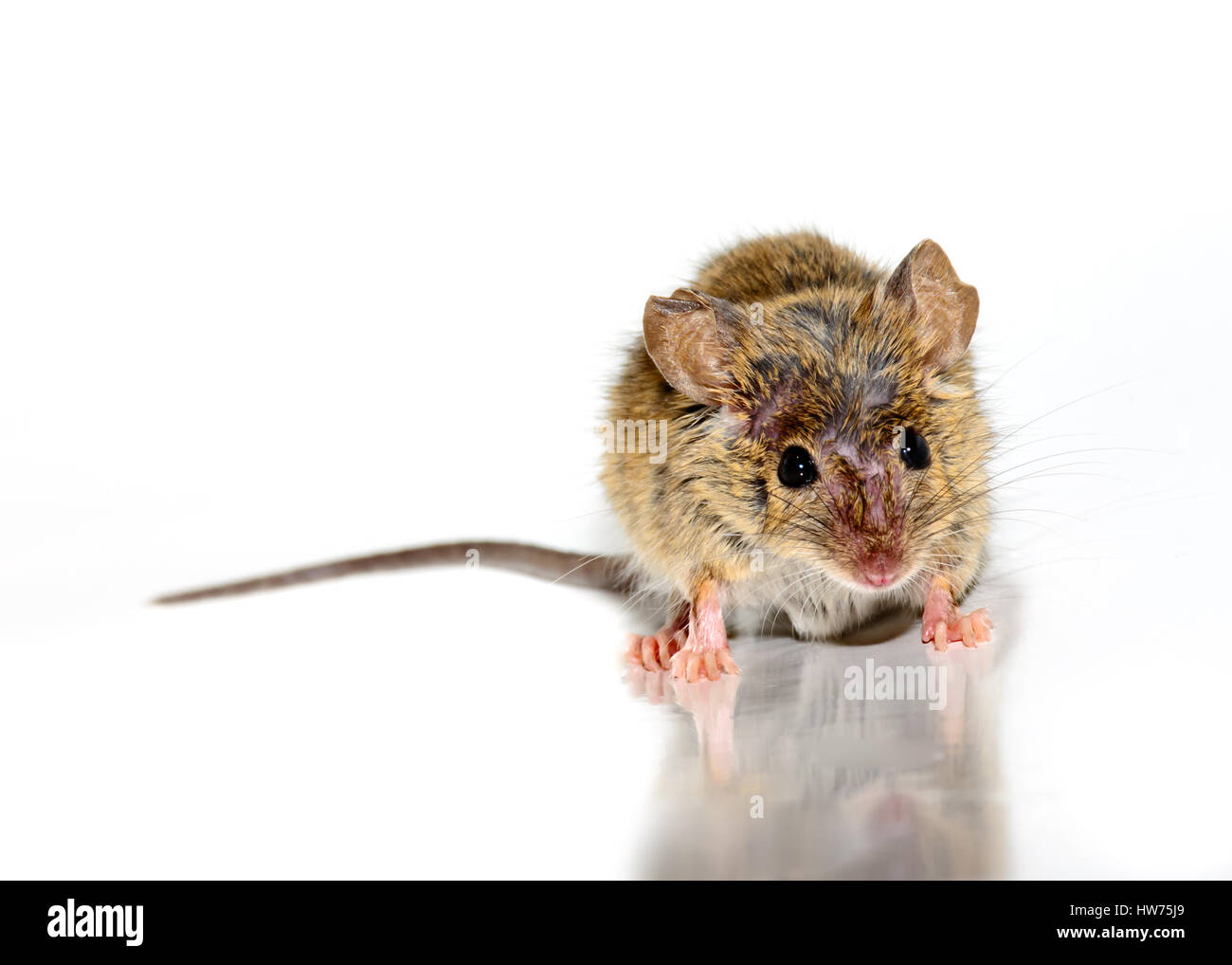 Long furry tail Cut Out Stock Images & Pictures - Alamy